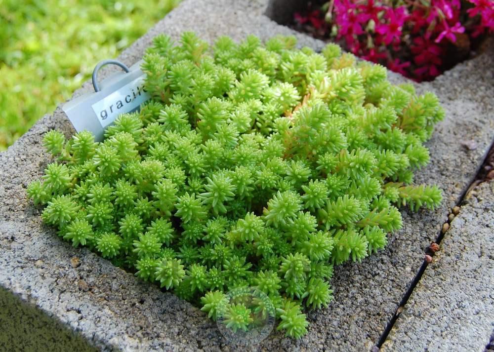 Sedum (Sedum gracile) in the Sedums Database - Garden.org