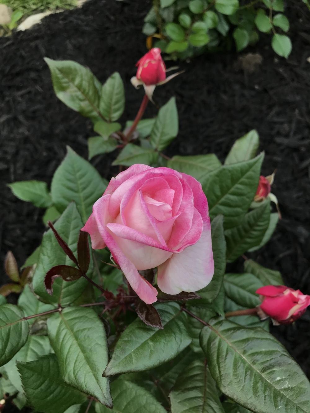 Rose (Rosa 'Best Kept Secret') in the Roses Database - Garden.org