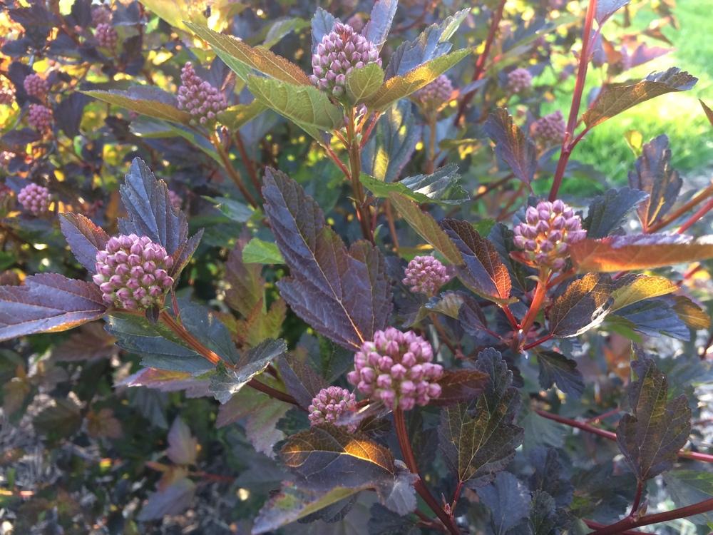 Ninebarks: Plant Care and Collection of Varieties - Garden.org