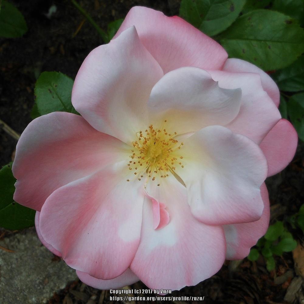 Rose (Rosa 'Fire Opal') in the Roses Database - Garden.org