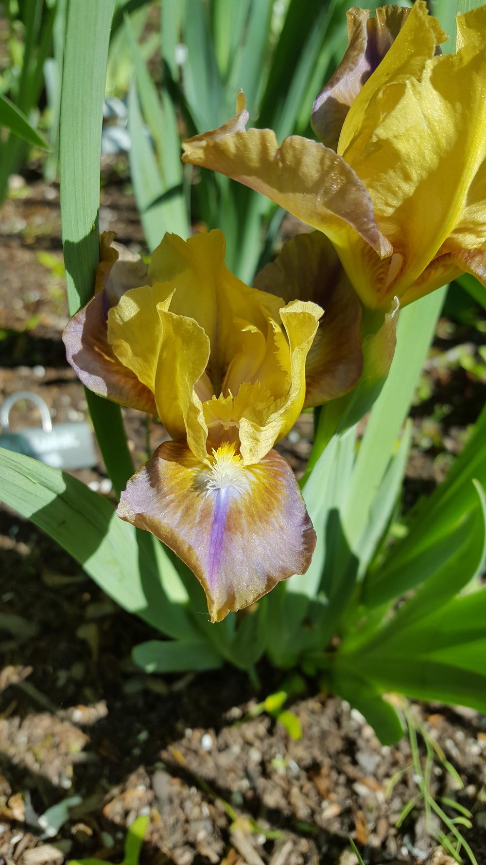 Standard Dwarf Bearded Iris (Iris 'Holly's Wink') in the Irises ...