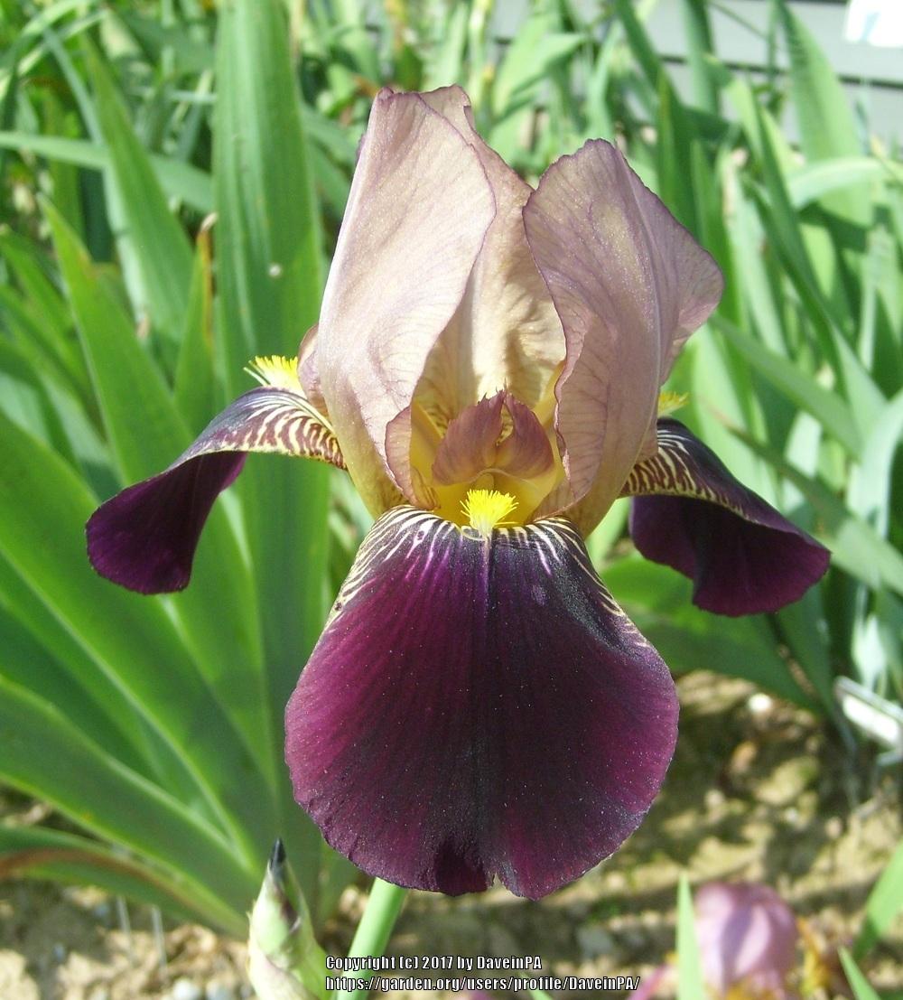 Tall Bearded Iris (Iris 'Mrs. Valerie West') in the Irises Database ...