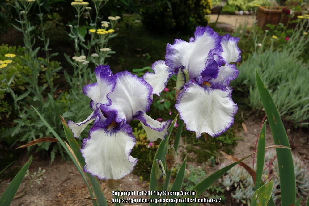 Photo of the bloom of Tall Bearded Iris (Iris 'Loop the Loop') posted ...