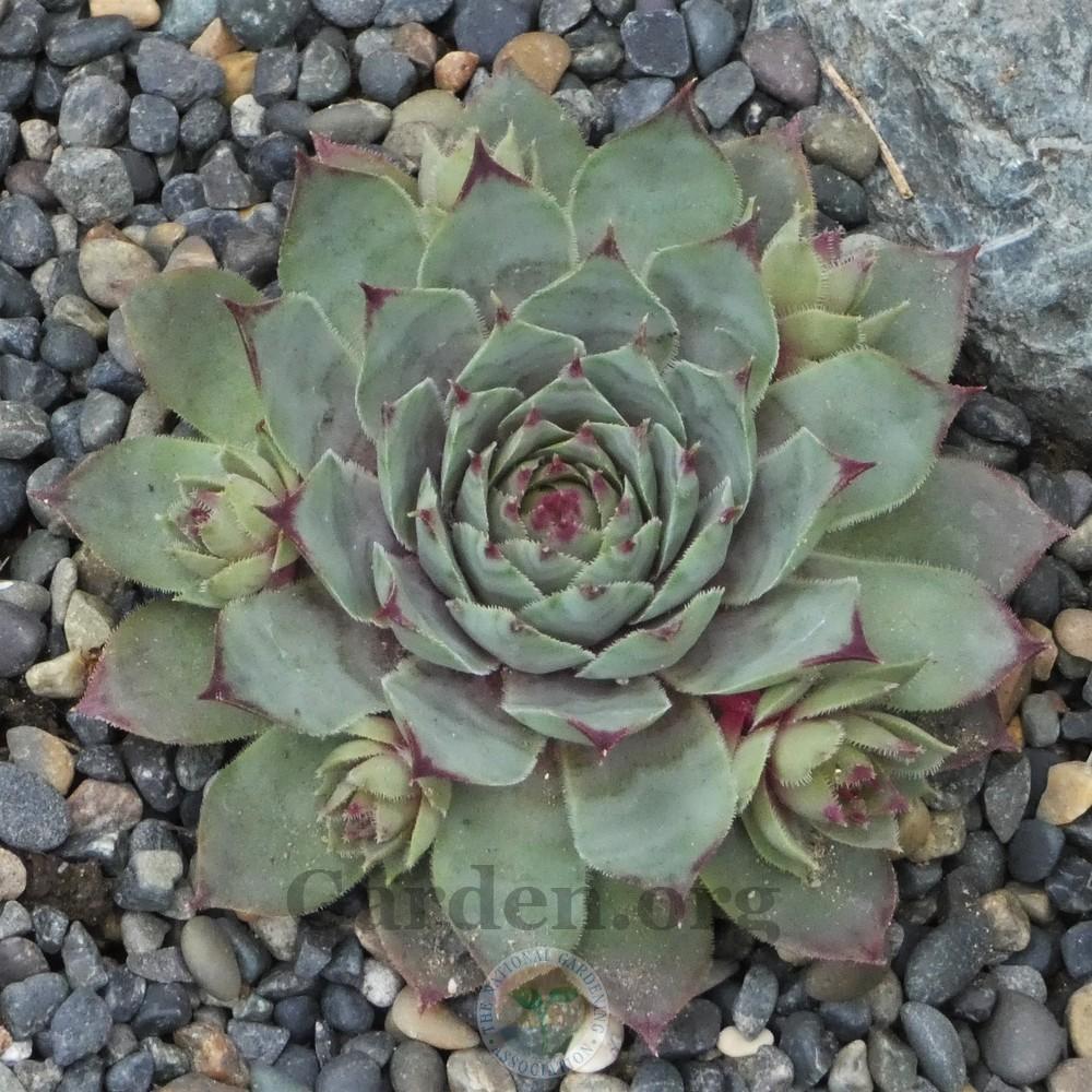 Sempervivum: Plant Care and Collection of Varieties - Garden.org