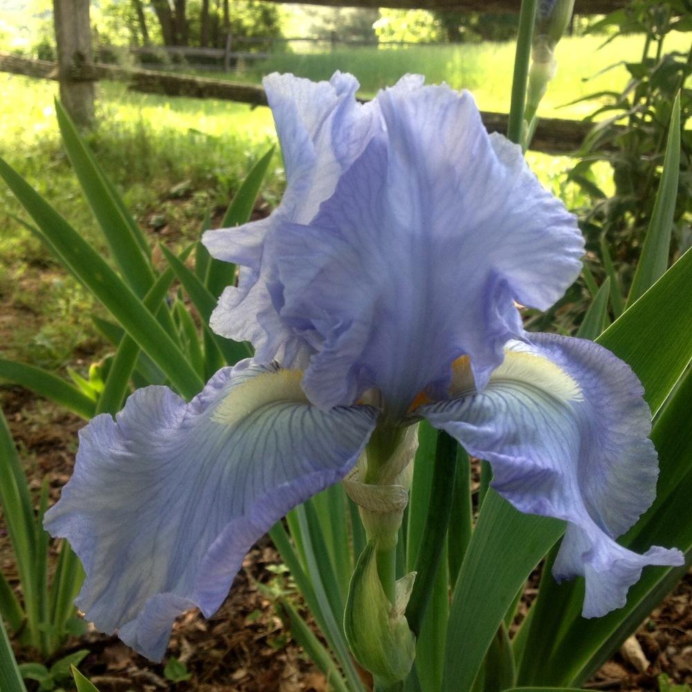 Photo of the bloom of Tall Bearded Iris (Iris 'Babbling Brook') posted by csandt - Garden.org
