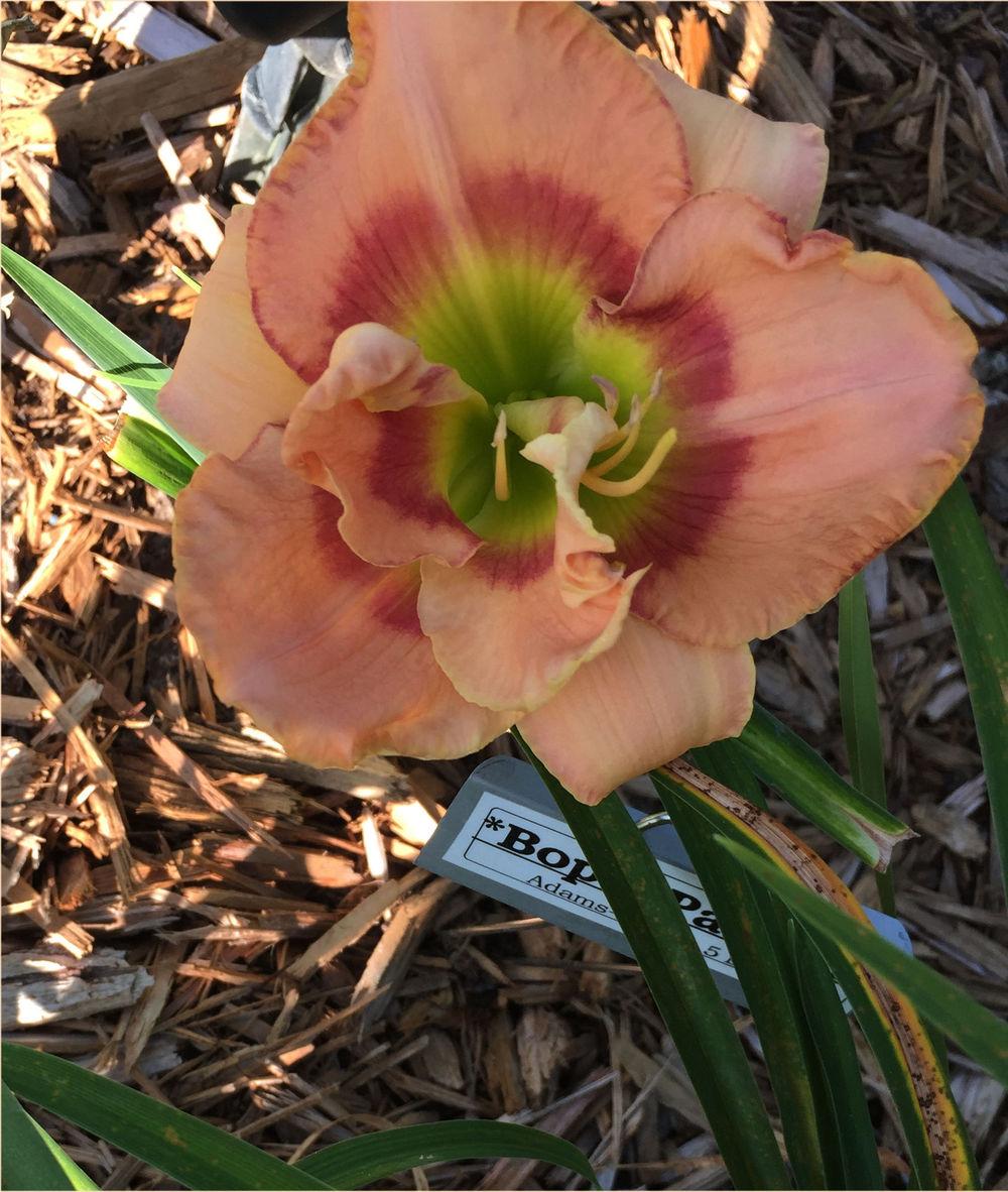 Daylily (Hemerocallis 'Bop’s Passion') in the Daylilies Database ...