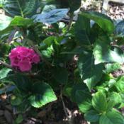 The Main Plant entry for Hydrangeas (Hydrangea) - Garden.org