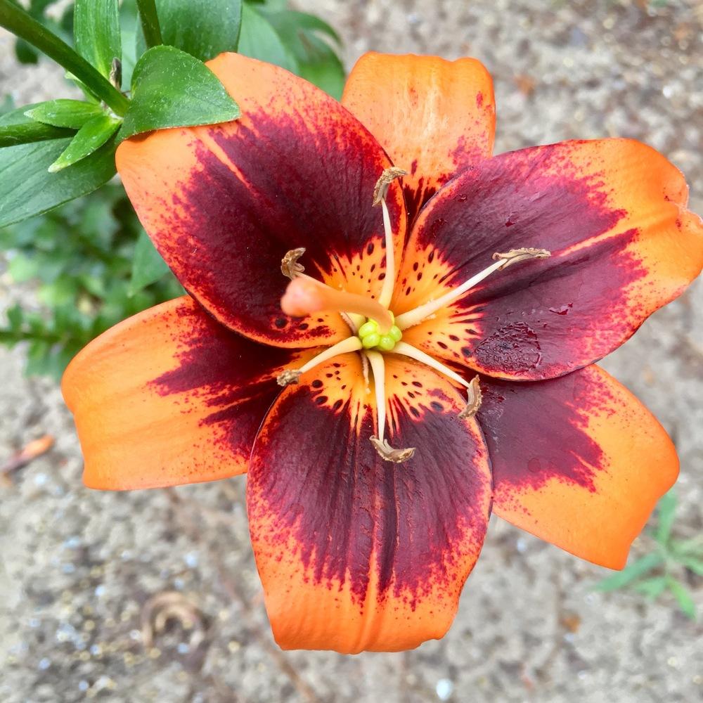 Untitled in Photo of Lily (Lilium 'Easy Samba') - Garden.org