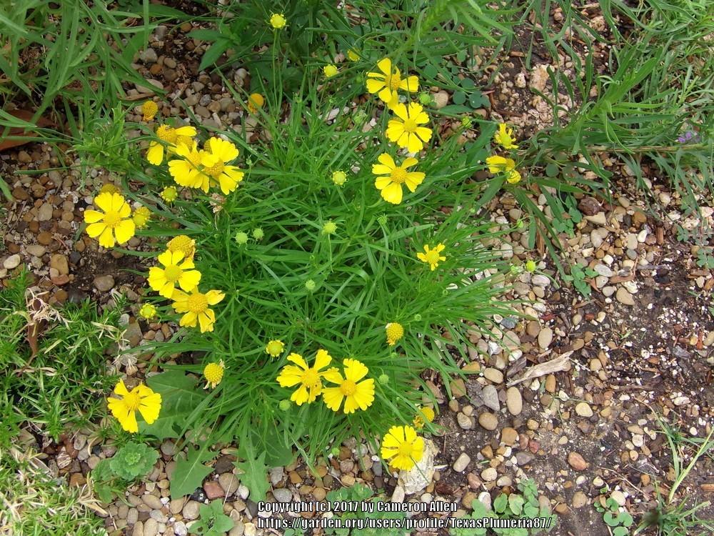 Photo of the entire plant of Bitterweed (Helenium amarum) posted by ...