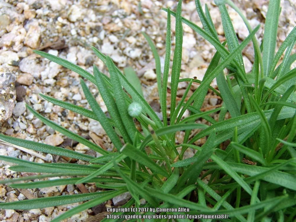 Photo of the closeup of buds, sepals and receptacles of Four-Nerve ...