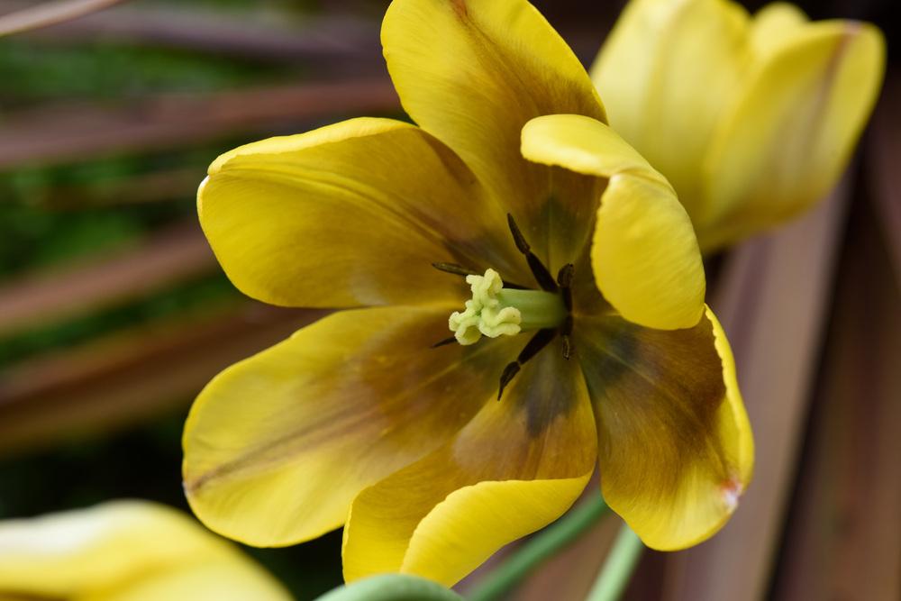 Photo of the closeup of buds, sepals and receptacles of Single Late ...