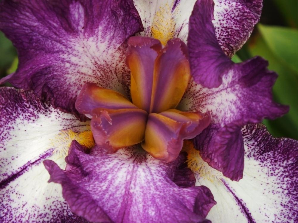 Photo of the stamens, filaments and pistils of Tall Bearded Iris (Iris ...