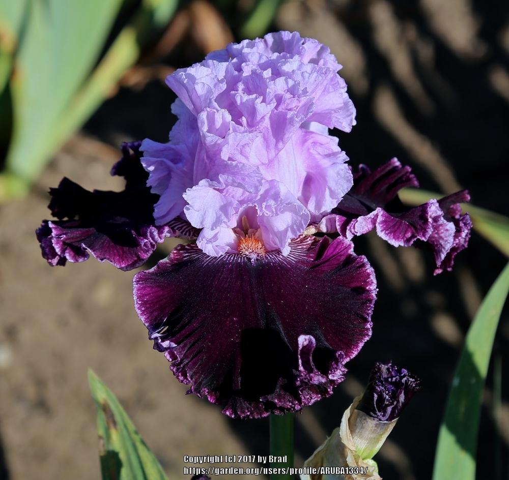 Photo of the bloom of Tall Bearded Iris (Iris 'Royal Mystique') posted ...