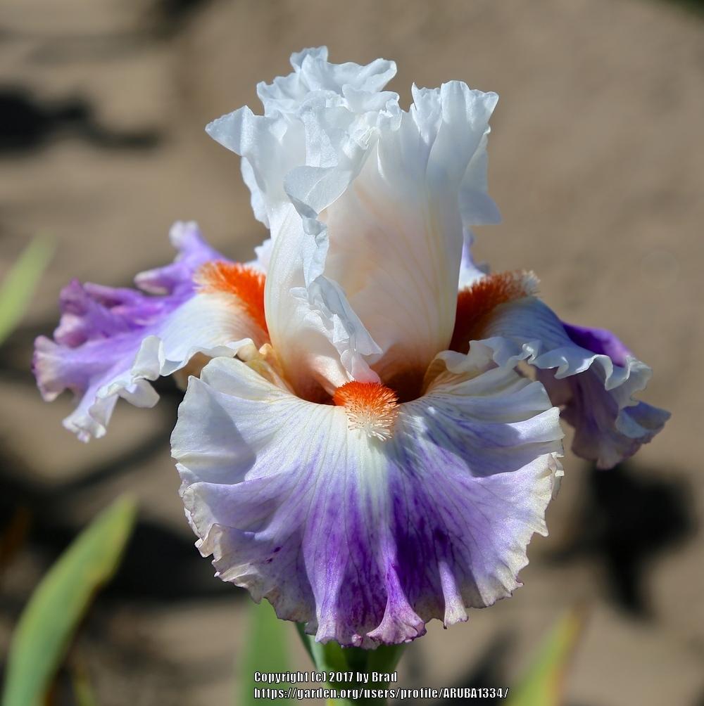 Tall Bearded Iris (Iris 'Star Maker') in the Irises Database - Garden.org