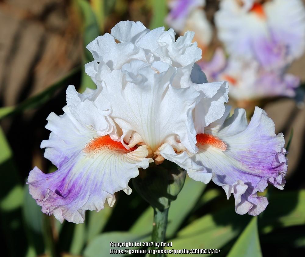 Photo of the bloom of Tall Bearded Iris (Iris 'Star Maker') posted by ...