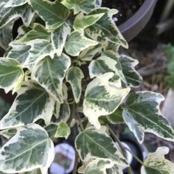 Ivy (Hedera helix 'Mini Adam') - Garden.org