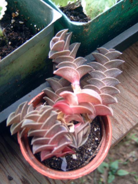 Chain Plant (Callisia navicularis) - Garden.org