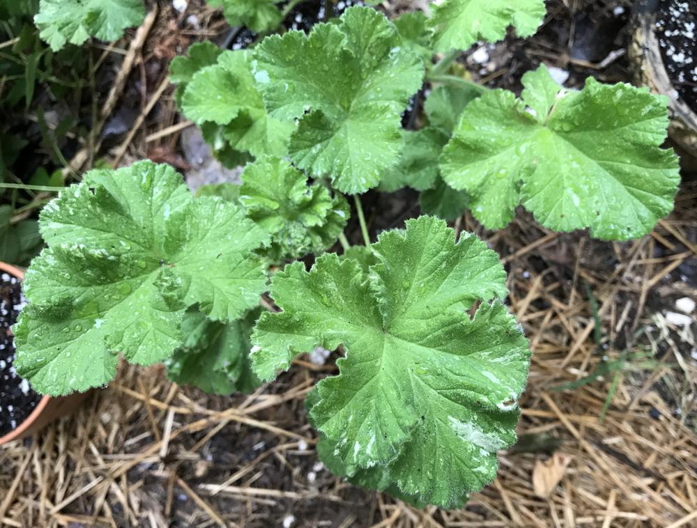 Geranium (Pelargonium 'Snowflake') in the Pelargoniums Database ...