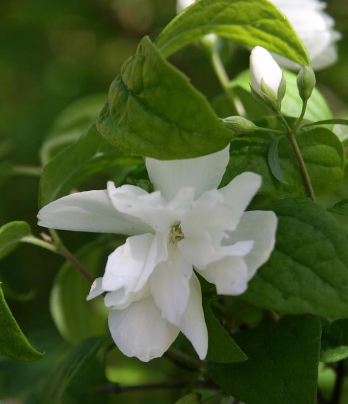 Mock Oranges: Plant Care and Collection of Varieties - Garden.org