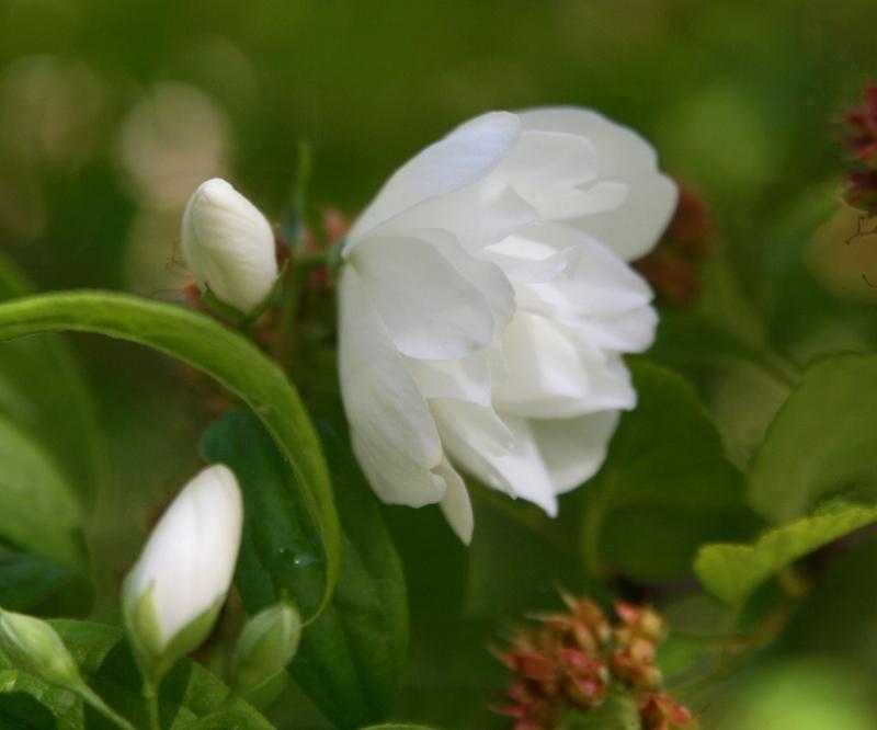 Mock Oranges: Plant Care and Collection of Varieties - Garden.org