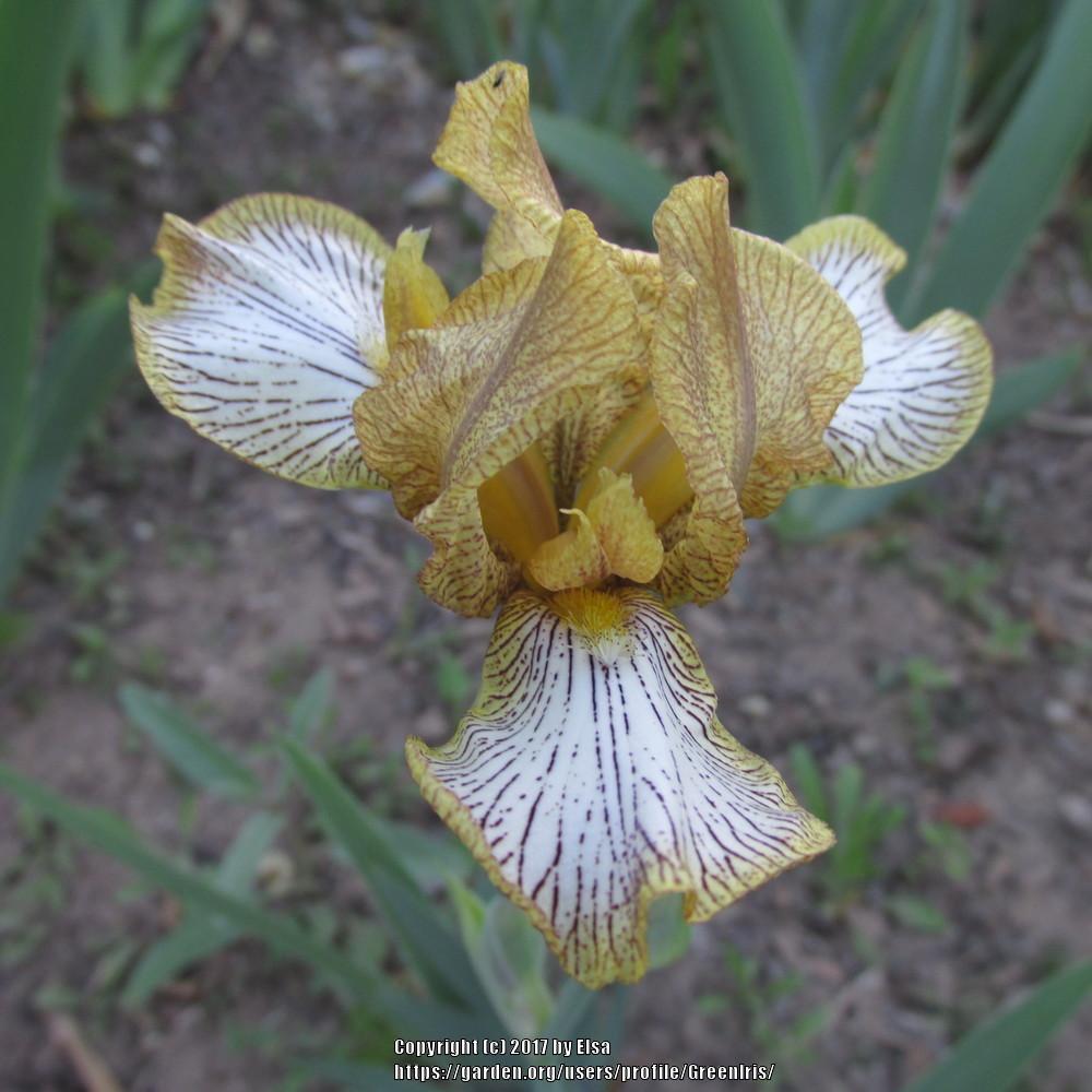 Miniature Tall Bearded Iris (Iris 'In My Veins') in the Irises Database ...