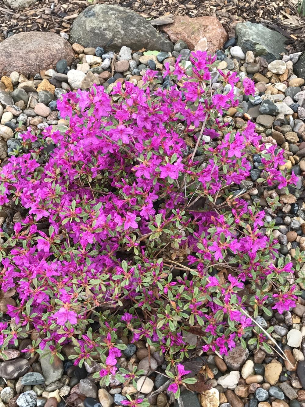 Photo of the entire plant of Compact Korean Azalea (Rhododendron ...