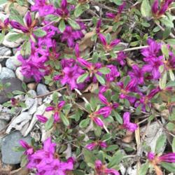 Compact Korean Azalea (Rhododendron yedoense 'Poukhanense Compacta') in ...