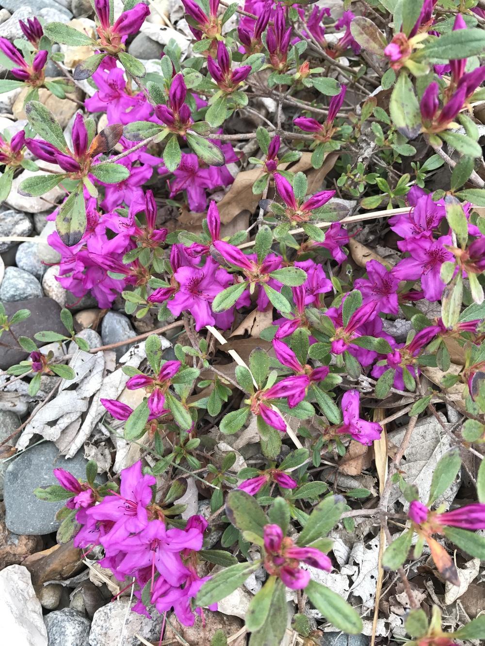 Photo of the bloom of Compact Korean Azalea (Rhododendron yedoense ...