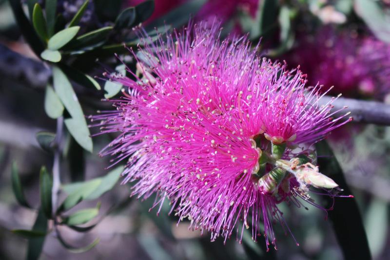 Photo of the bloom of Bottlebrush (Melaleuca flammea) posted by ...