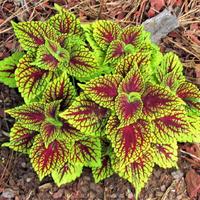 Photo of the entire plant of Coleus (Coleus scutellarioides ChargedUp ...