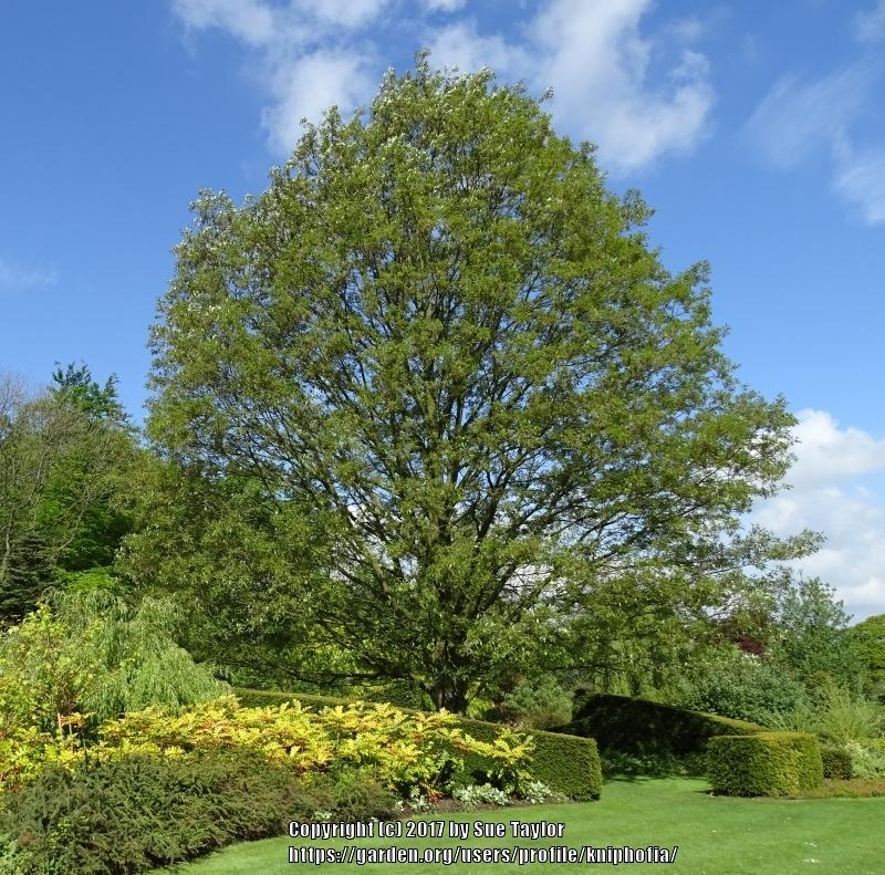 Oak (Quercus castaneifolia 'Green Spire') - Garden.org