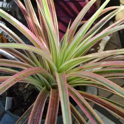 Bromeliad (XNeophytum 'Galactic Warrior') - Garden.org