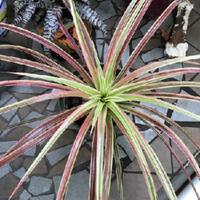 Photo of the entire plant of Bromeliad (XNeophytum 'Galactic Warrior') posted by sunkissed ...