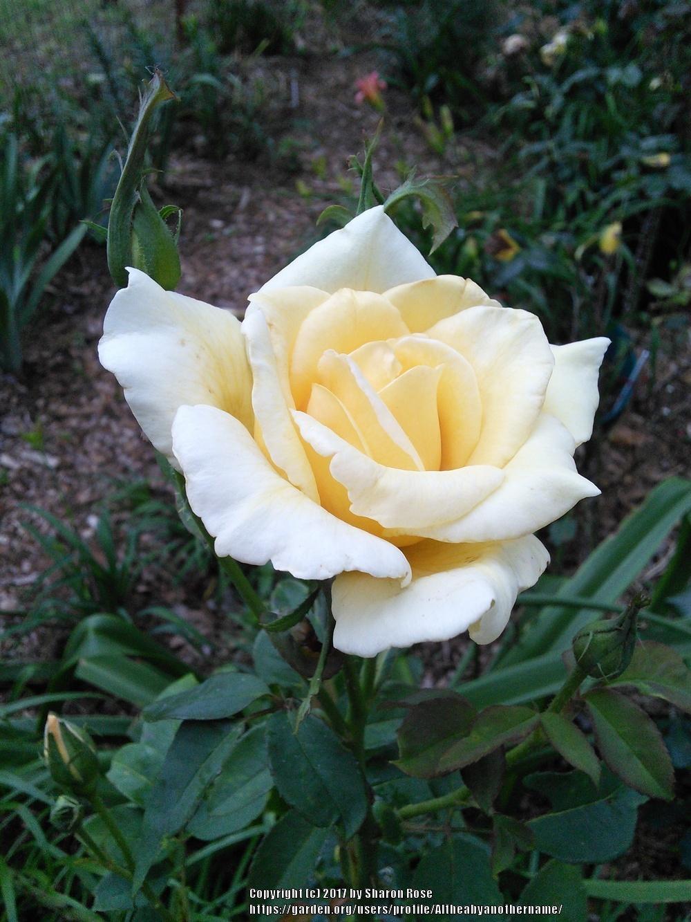 Rose (Rosa 'Eclipse') in the Roses Database - Garden.org