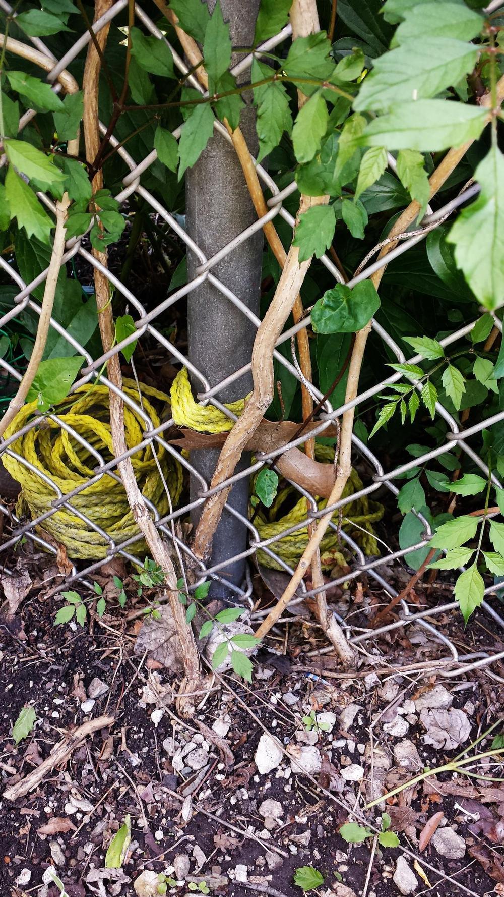 What is this plant/bush/vine/weed? in the Plant ID forum - Garden.org