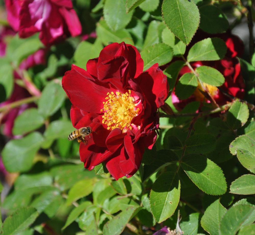 Rose (Rosa 'James Mason') in the Roses Database - Garden.org