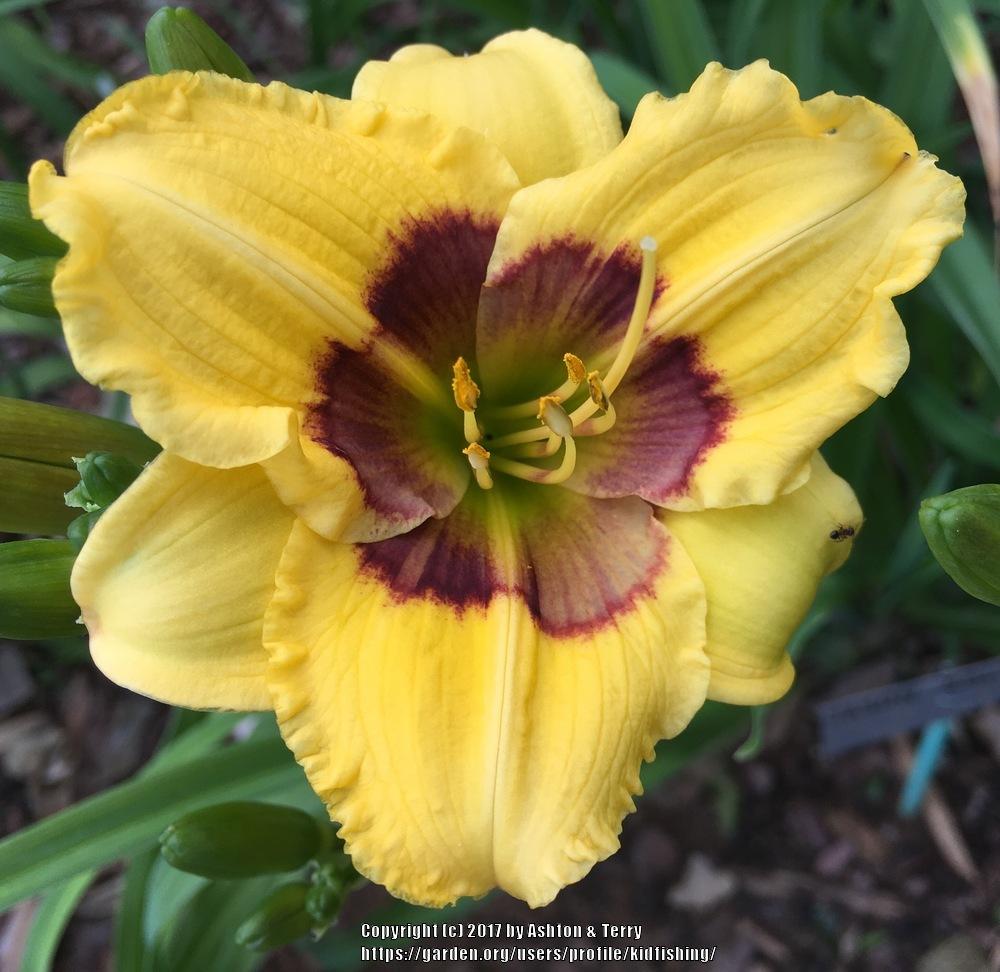 Daylily (Hemerocallis 'Jason Salter') in the Daylilies Database - Garden.org