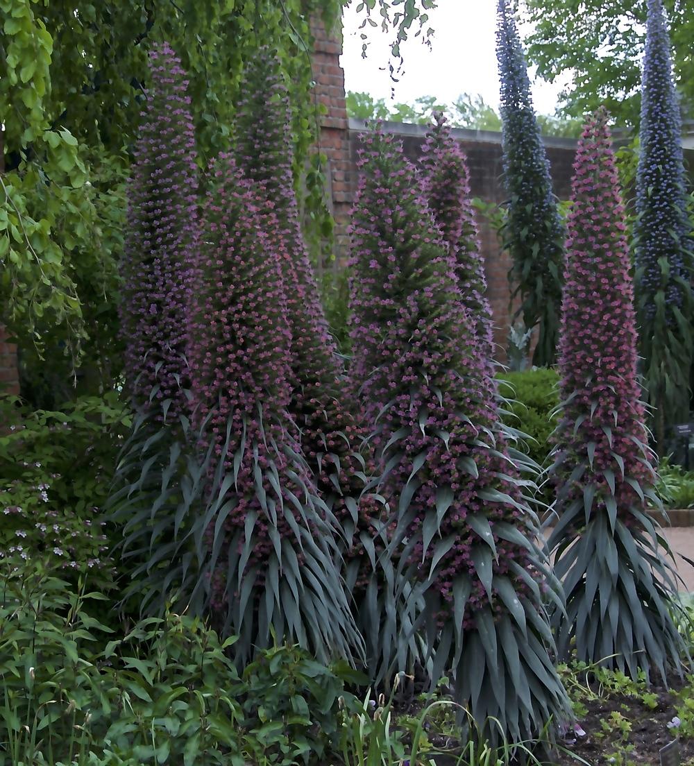 Echium 'Red Rocket' - Garden.org