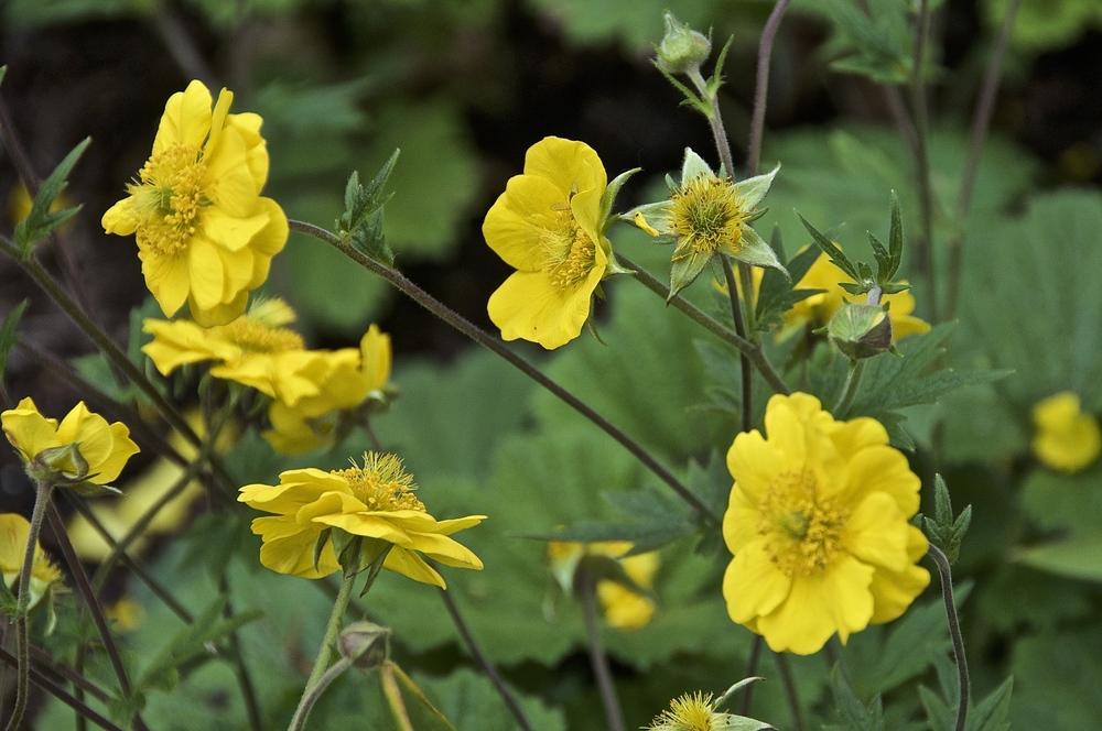 Geum Cocktails™ Limoncello - Garden.org