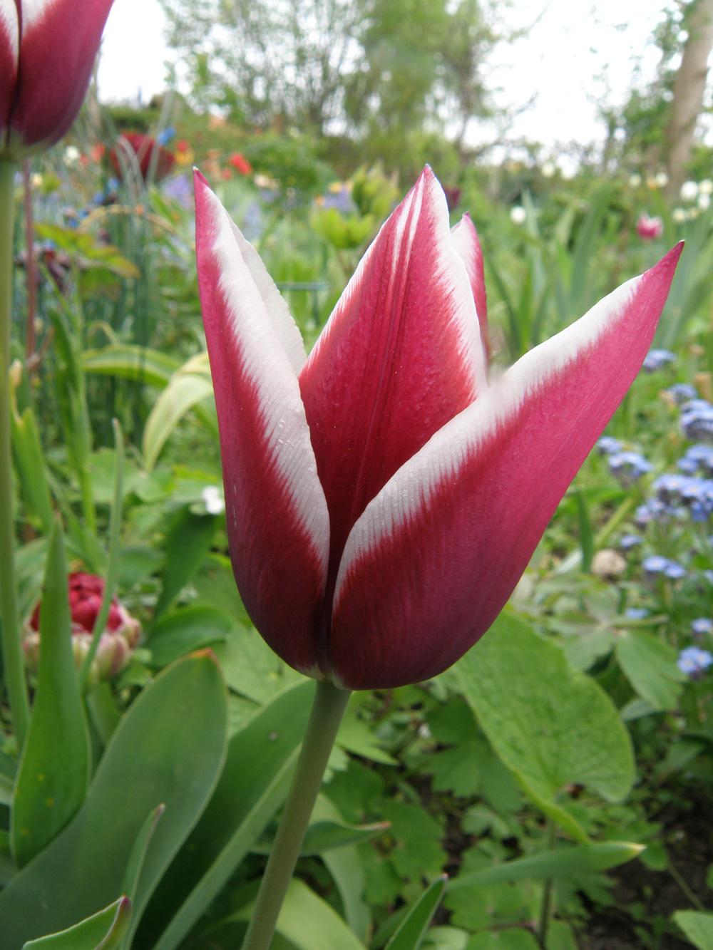 Tulips: Plant Care and Collection of Varieties - Garden.org