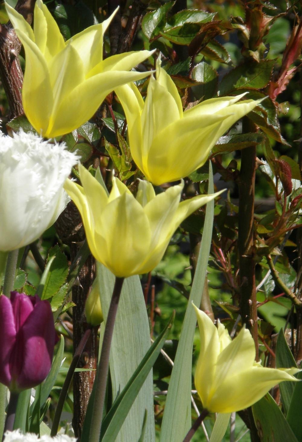 Lily Flowered Tulip (Tulipa 'Elegans Alba') in the Tulips Database ...