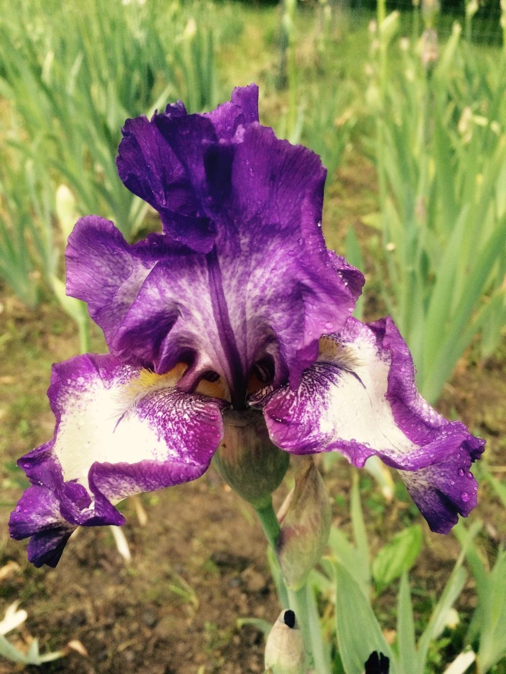 Photo of the bloom of Tall Bearded Iris (Iris 'Grape Soda') posted by ...