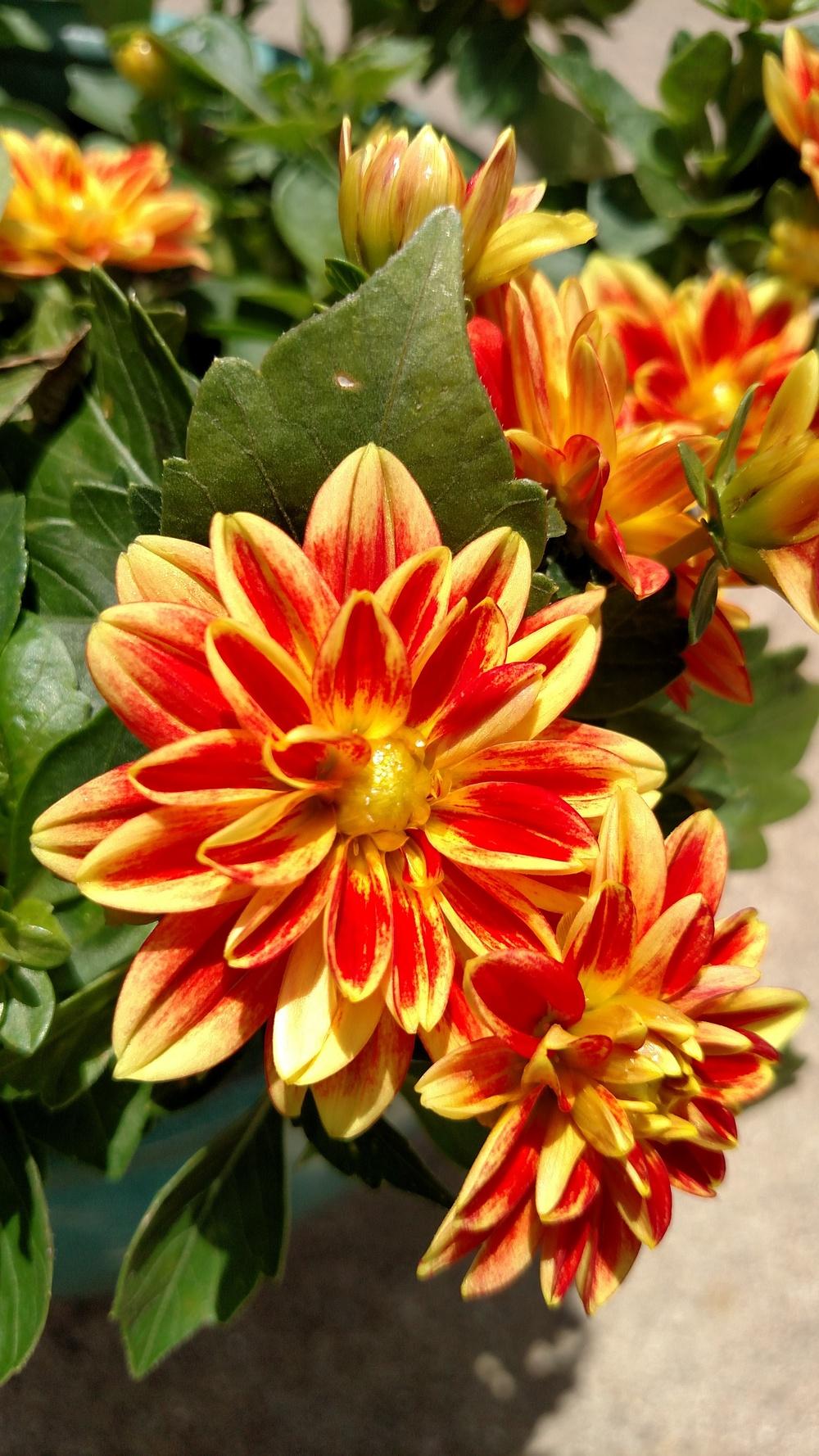 Dahlia Dahlinova® California in the Dahlias Database - Garden.org