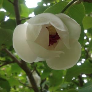 Oyama Magnolia (Magnolia sieboldii 'Colossus') in the Magnolias ...