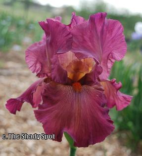 Photo of the bloom of Tall Bearded Iris (Iris 'Lady Friend') posted by ...