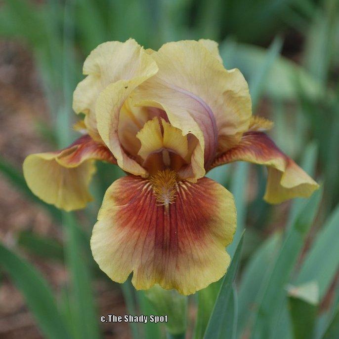 Photo of the bloom of Intermediate Bearded Iris (Iris 'Oklahoma Bandit ...
