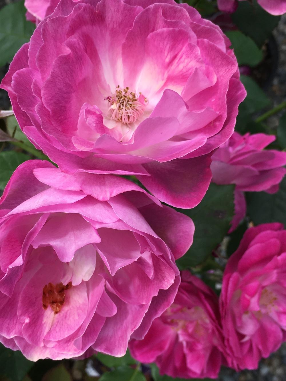 Rose (Rosa 'Easy To Please') in the Roses Database - Garden.org