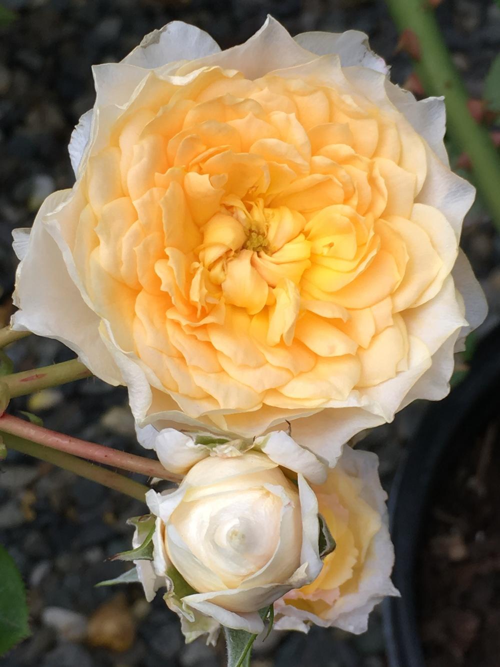 Photo of the bloom of Rose (Rosa 'Edith's Darling') posted by Rebekah ...