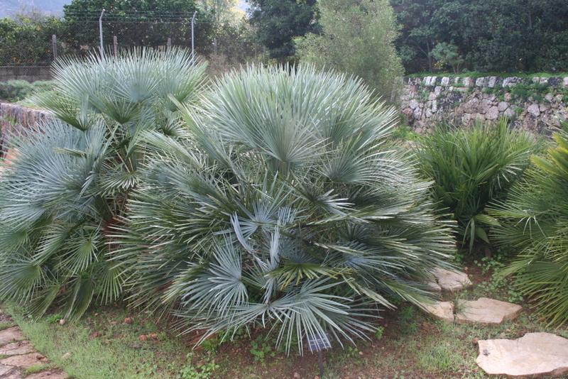 Photo of the entire plant of Blue Mediterranean Fan Palm (Chamaerops humilis var. argentea ...