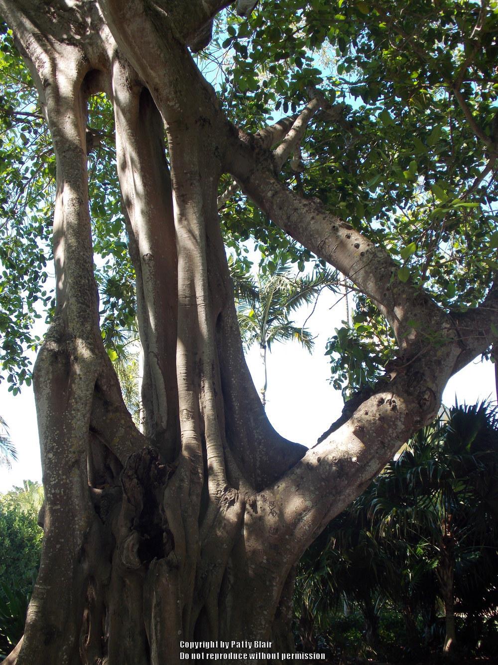 Boca Grande for Mother's Day in the Orchids forum - Garden.org